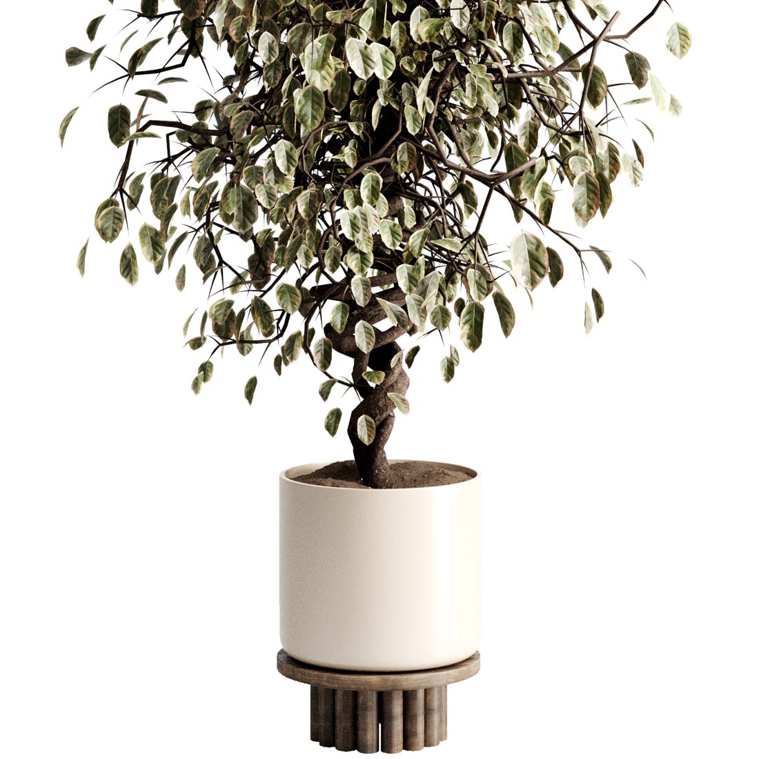 Ficus Benjamina Tree In A Ceramic Pot - Set Indoor 3D Model for VRay ...