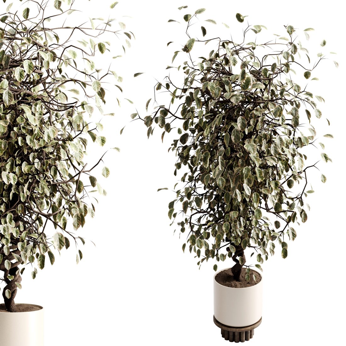 Ficus Benjamina Tree In A Ceramic Pot - Set Indoor 3D Model for VRay ...