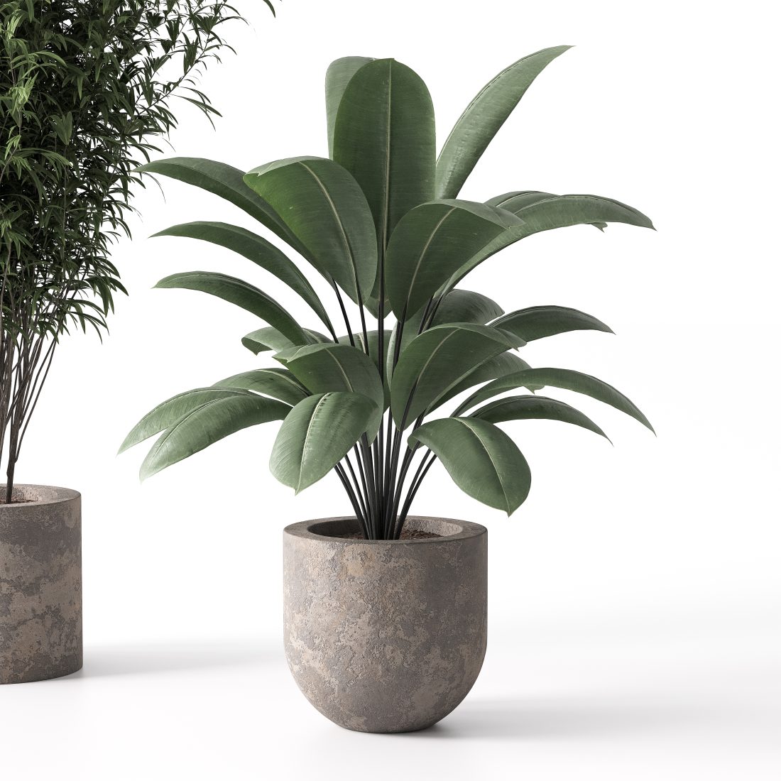 Indoor Plant Set 02 - 3D Model for Corona