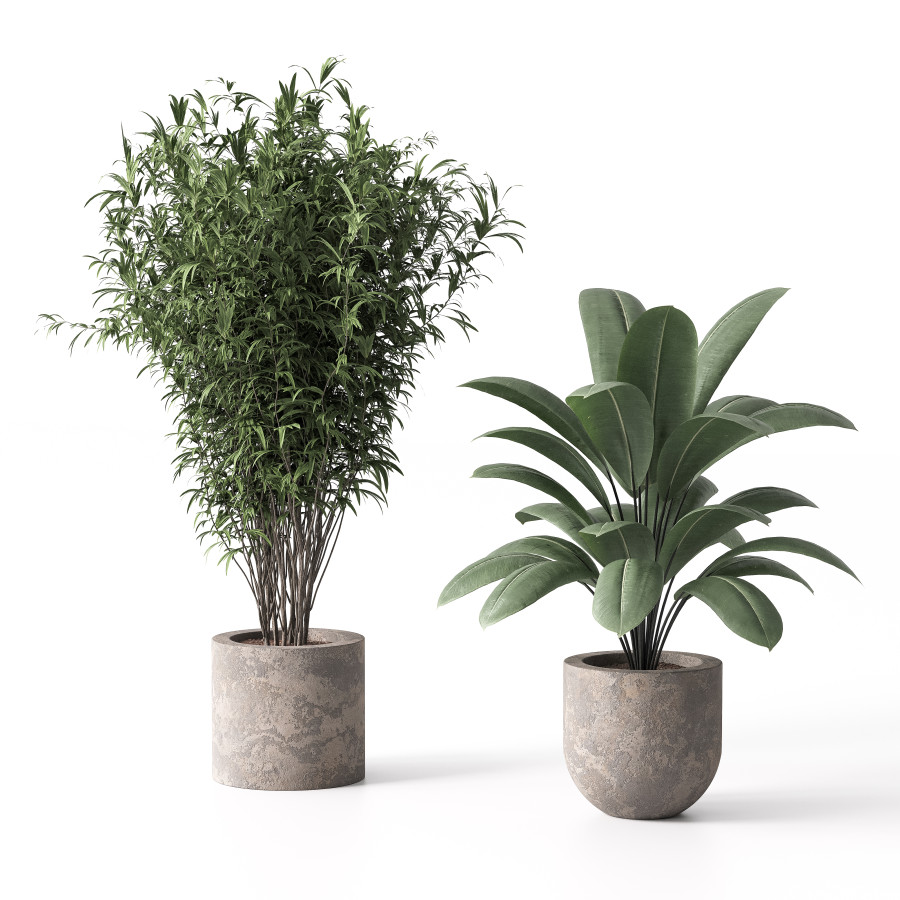Indoor Plant Set 02 - 3D Model for Corona