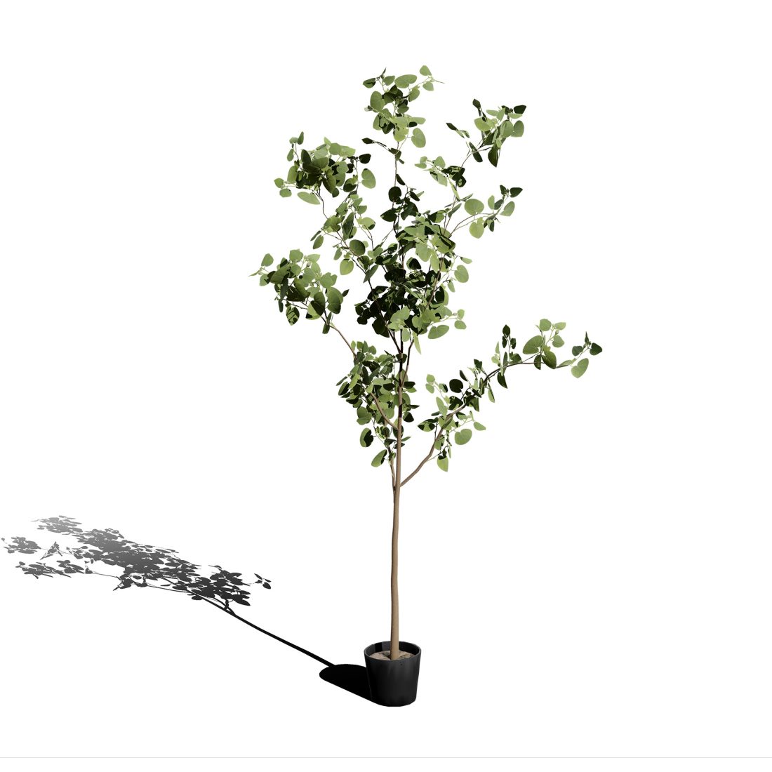 Australian Eucalyptus Bush Seed - 3D Model for VRay, Corona