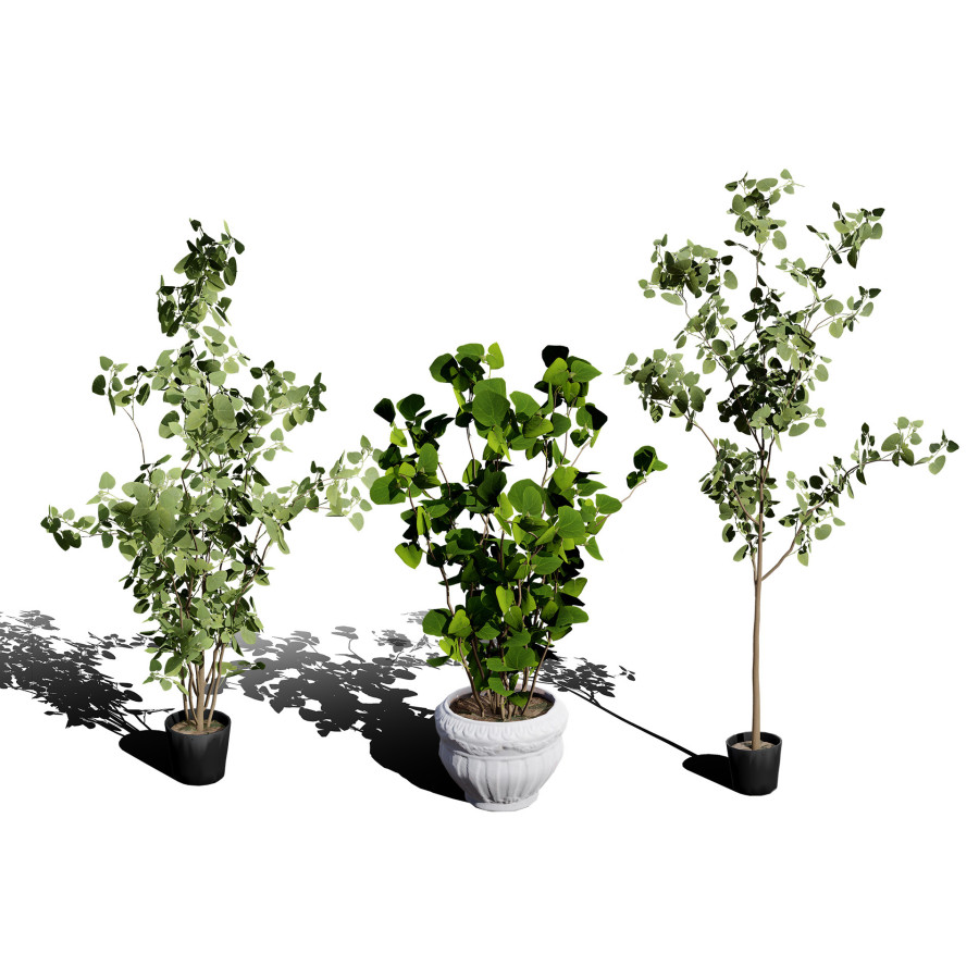 Australian Eucalyptus Bush Seed - 3D Model for VRay, Corona