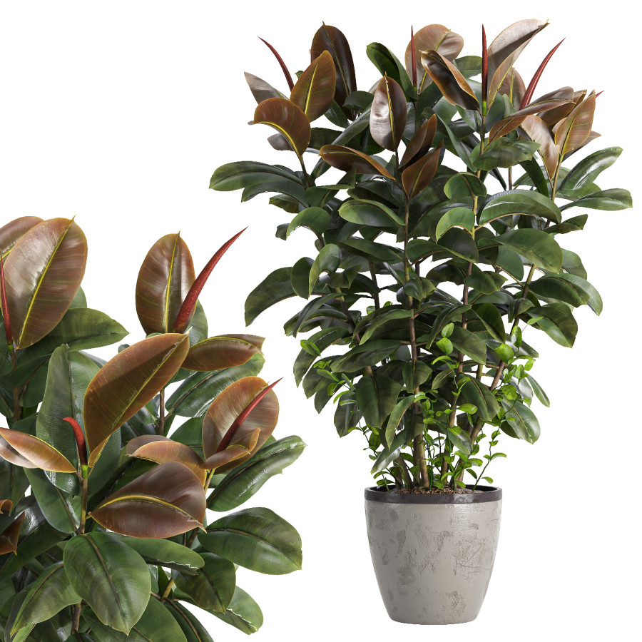 Indoor Plant 05 - 3D Model for VRay, Corona