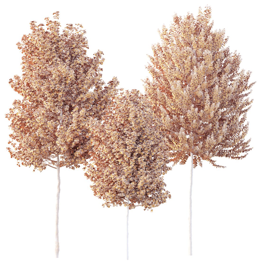 Av Acer X Freemanii Freeman Maple Sapindaceae 03 3D Model for VRay ...