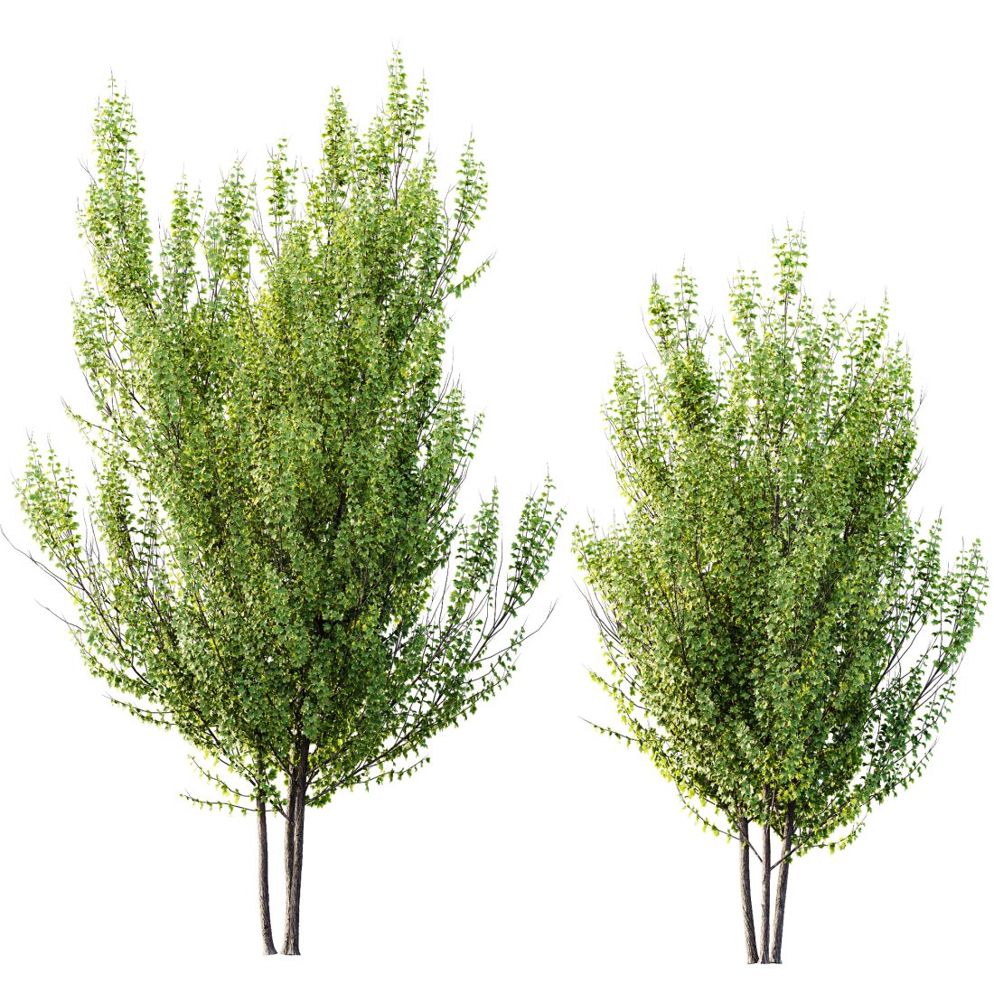 Av Acer X Freemanii Freeman Maple Set 05 3D Model for VRay, Corona | CGMood