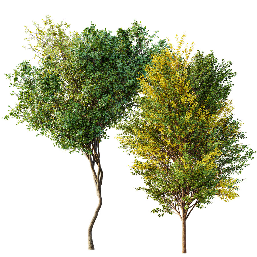 Av Autumn Trees - 3D Model for VRay, Corona