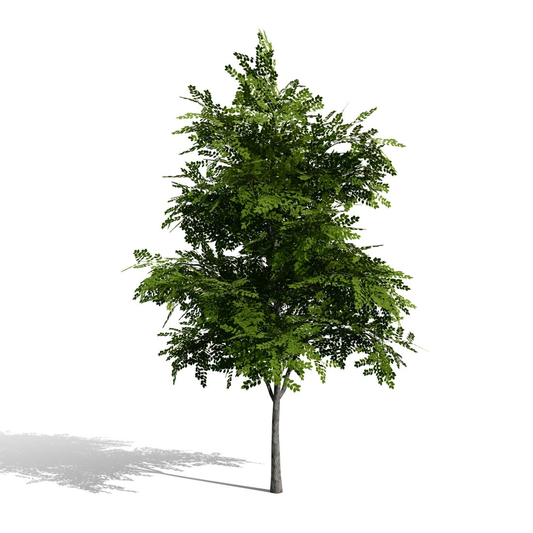 North American Kentucky Coffeetree Collection 3D Model for VRay, Corona ...