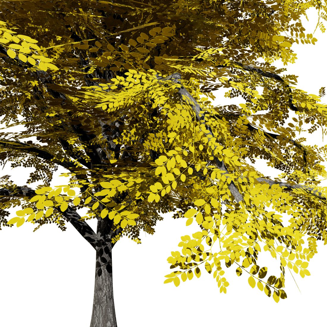 North American Kentucky Coffeetree Collection 3D Model for VRay, Corona ...