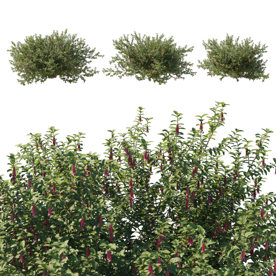 Correa Dusky Bells 3D Model for Corona | CGMood