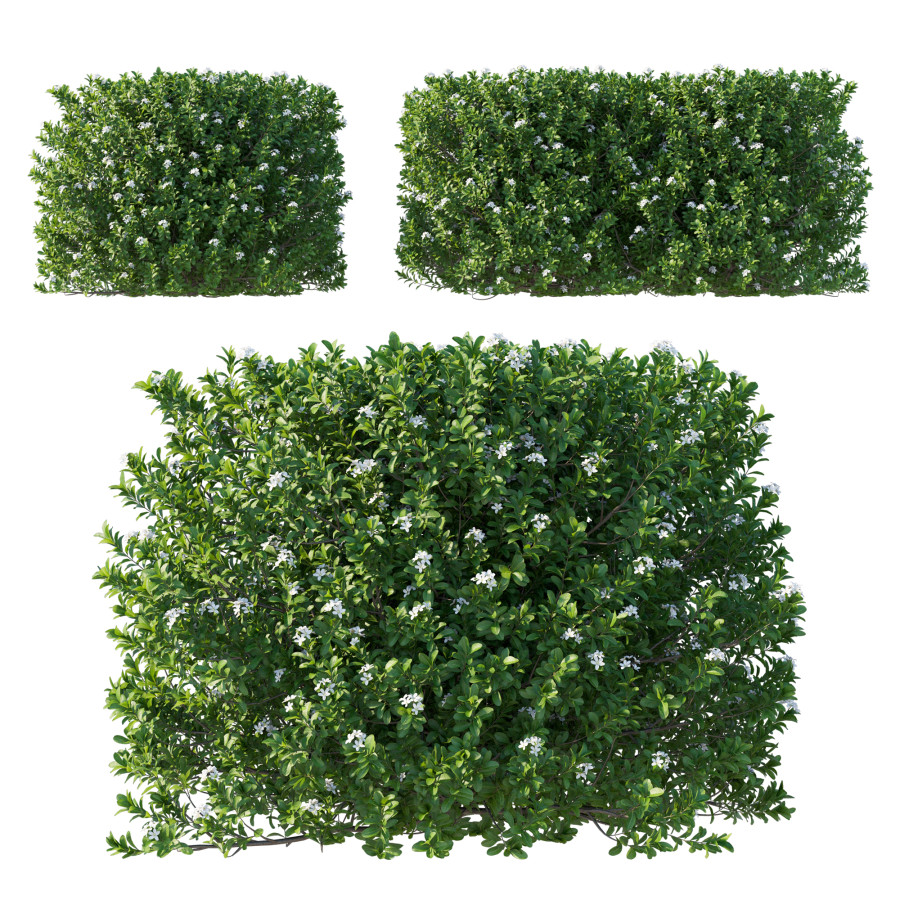 Pittosporum Green Pillar Bush 02 3D Model for Corona | CGMood