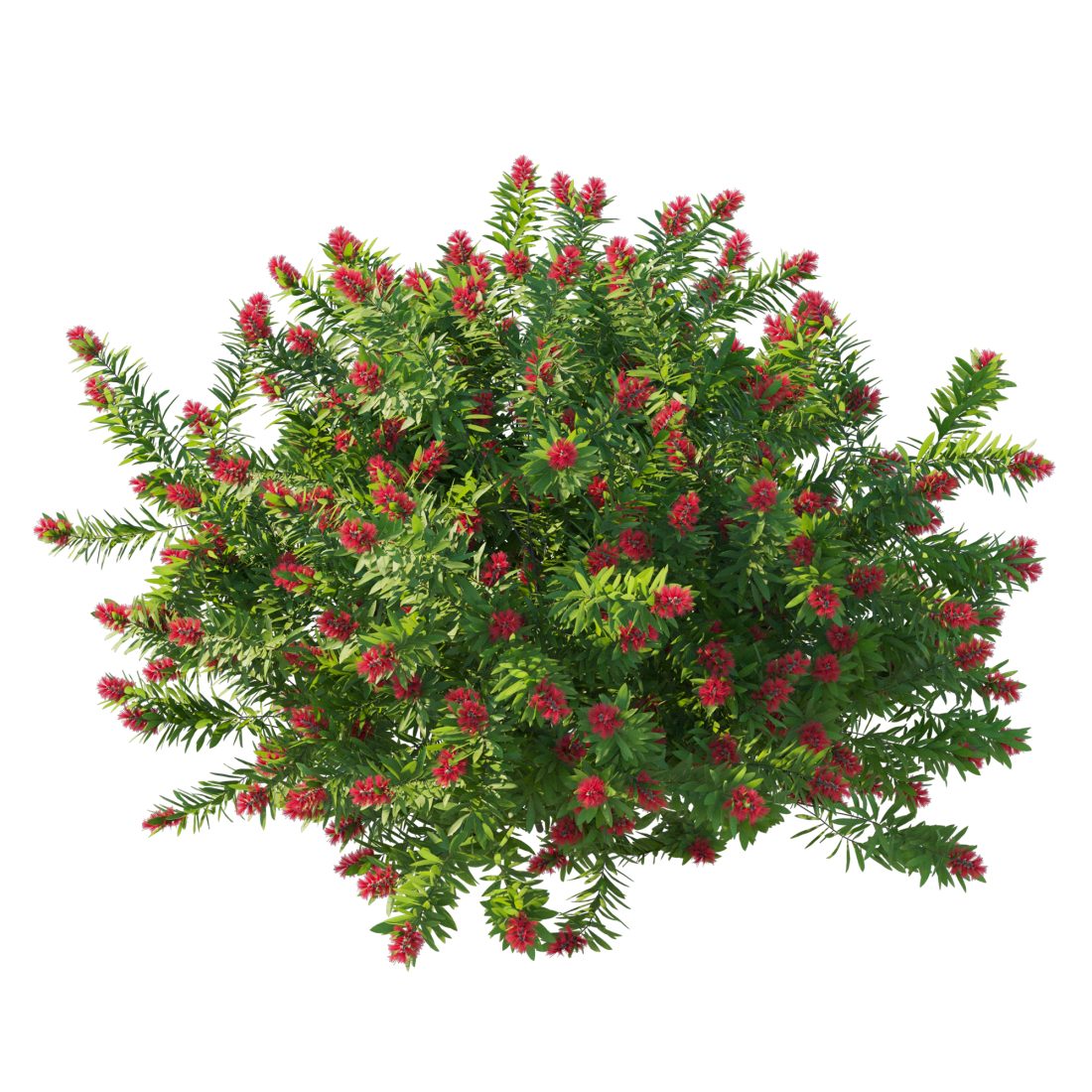 Callistemon Citrinus Little John 3D Model for Corona | CGMood