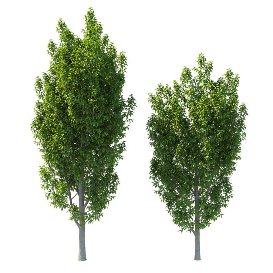 Zelkova Serrata Green Vase Tree 04 3D Model for Corona | CGMood