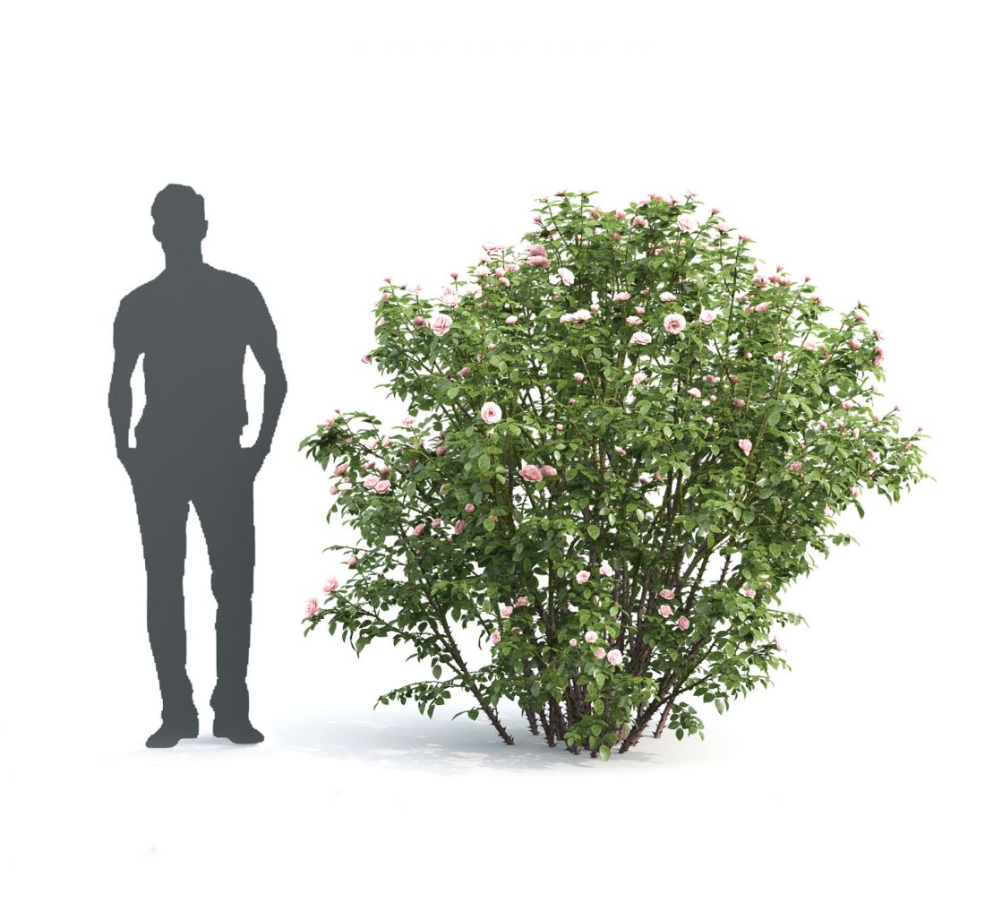 Rose Bush #3 - 3D Model for VRay, Corona