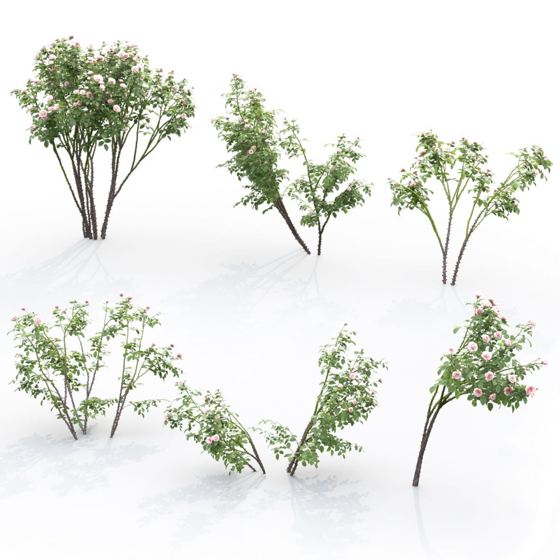 Rose Bush #3 - 3D Model for VRay, Corona