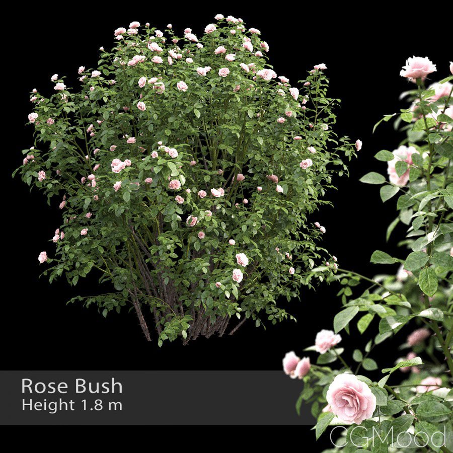 Rose Bush #3 - 3D Model for VRay, Corona