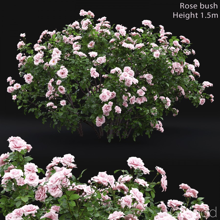 Rose Bush #4 - 3D Model for VRay, Corona