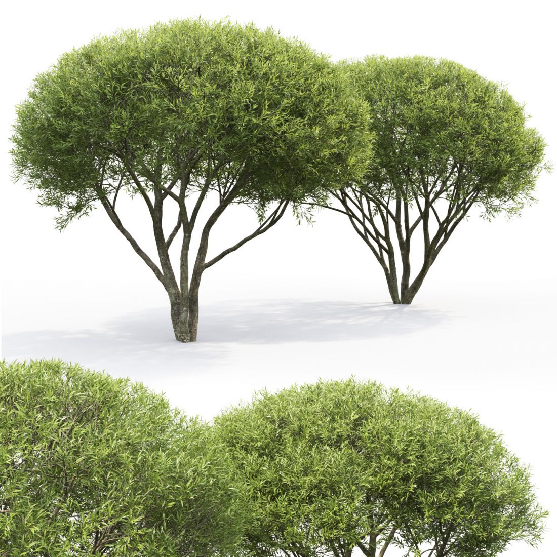 Salix Fragilis #2 (4.3-4-5m) - 3D Model for Corona