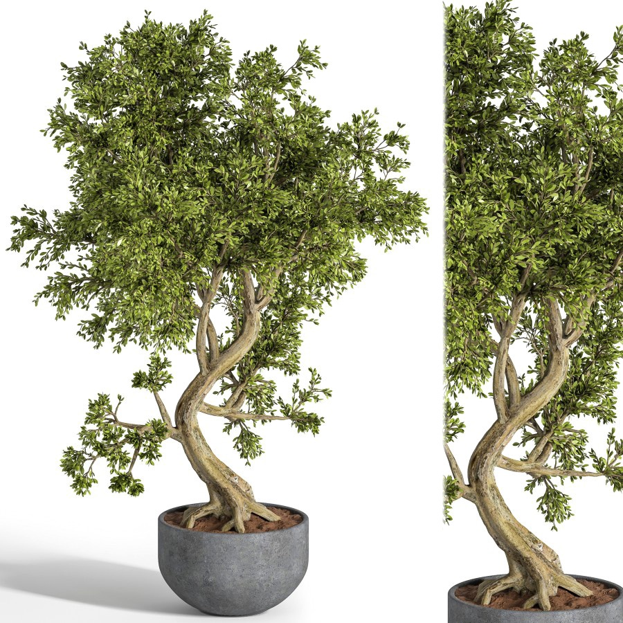 Plant Bonsai 01 - 3D Model for VRay, Corona