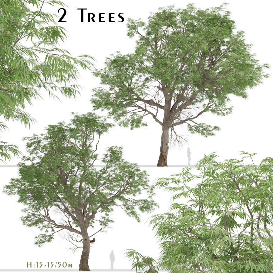 Set Of Eucalyptus Radiata Trees (River Peppermint) 3D Model for VRay ...