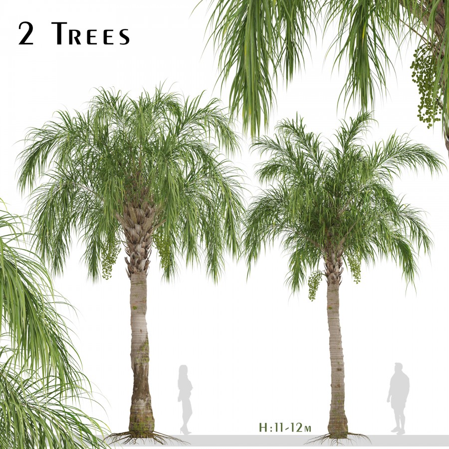 Set Of Queen Palm Trees (Syagrus Romanzoffiana) - 3D Model for VRay