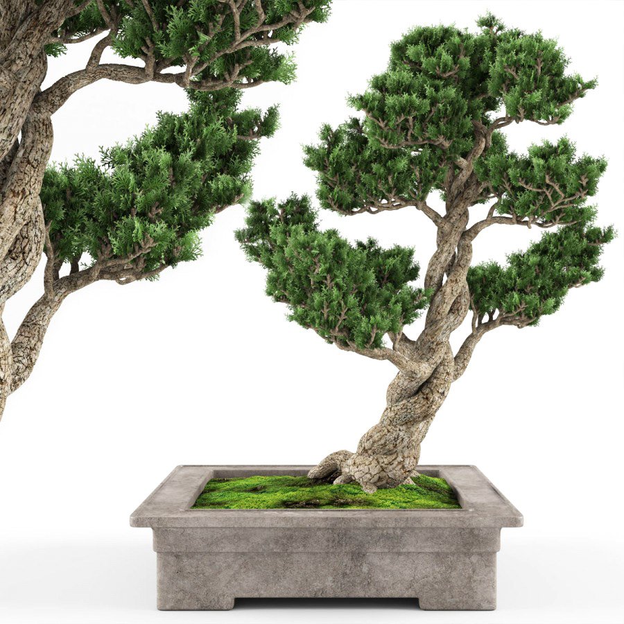 Bonsai Decorative Tree 04 - 3D Model for VRay