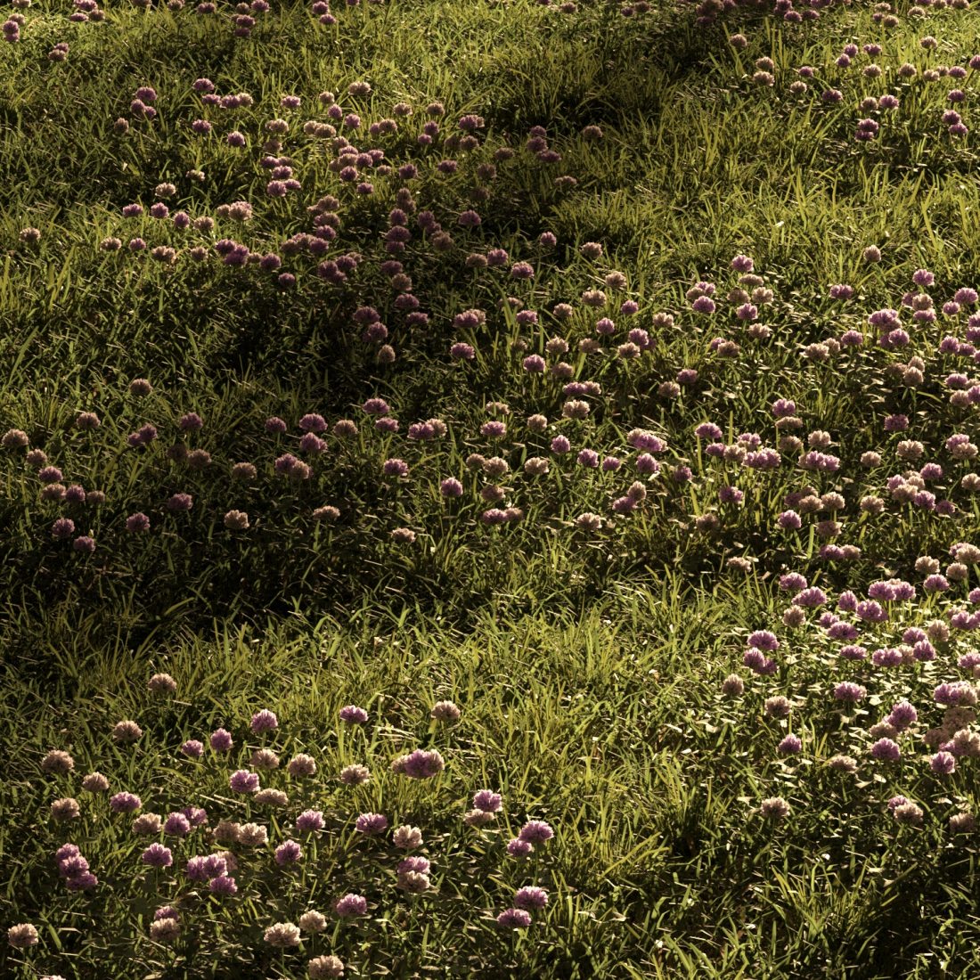 Grass And Clover Plantation - 3D Model for Corona