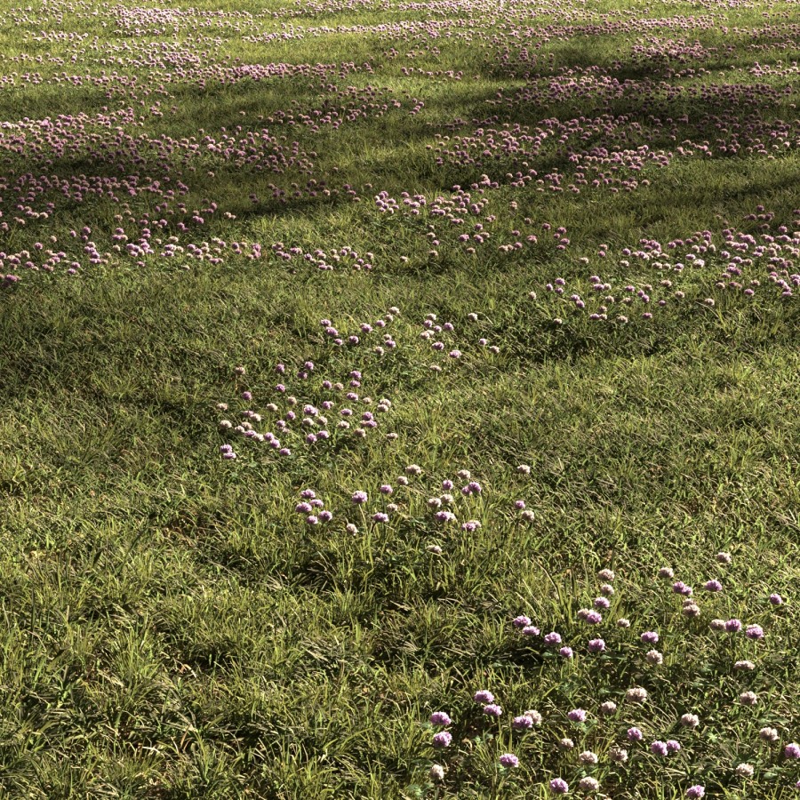 Grass And Clover Plantation - 3D Model for Corona