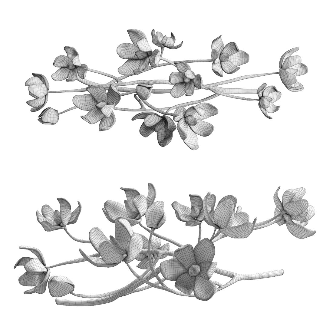 Branching Magnolia - 3D Model for VRay, Corona