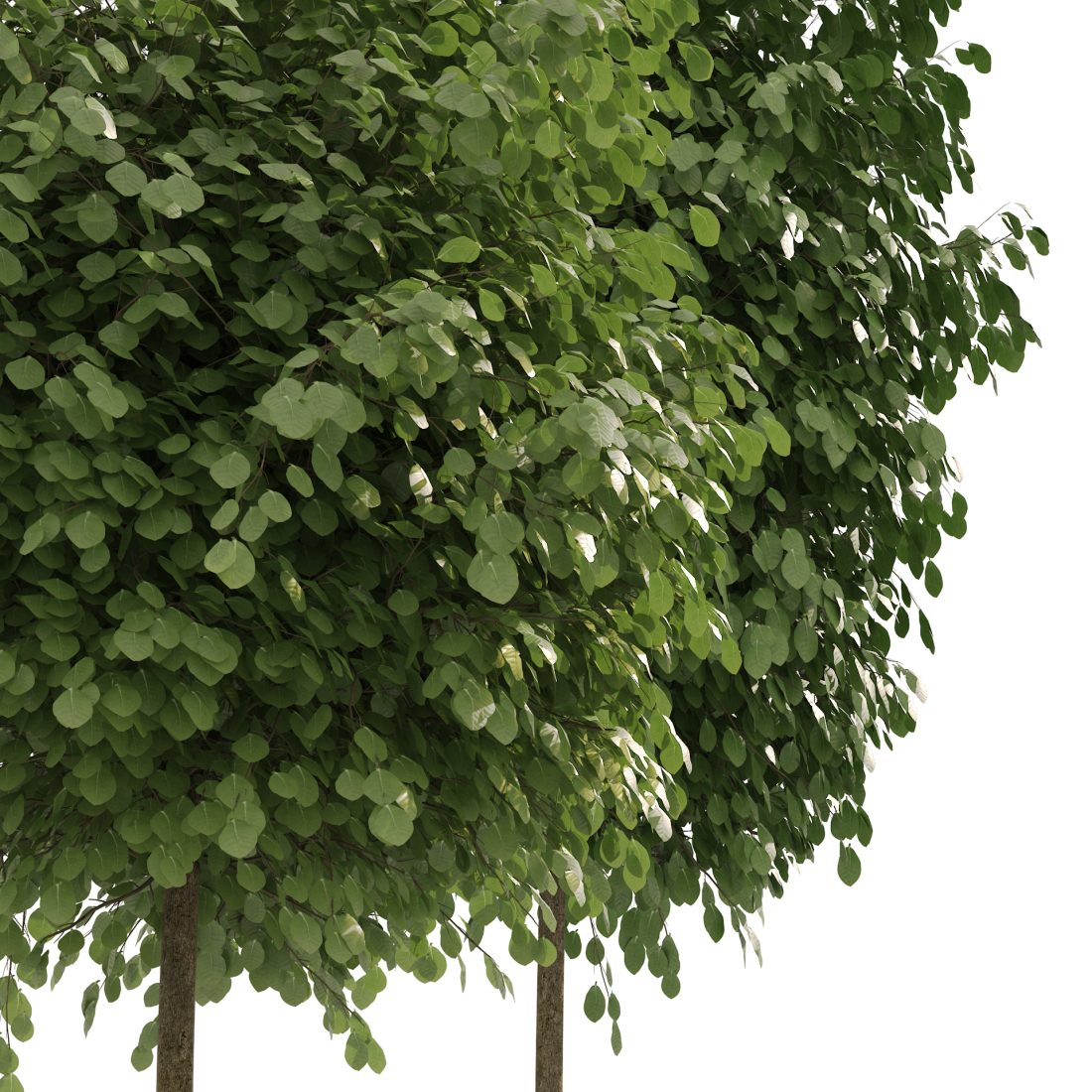 Street Landscape Trees - 3D Model for VRay