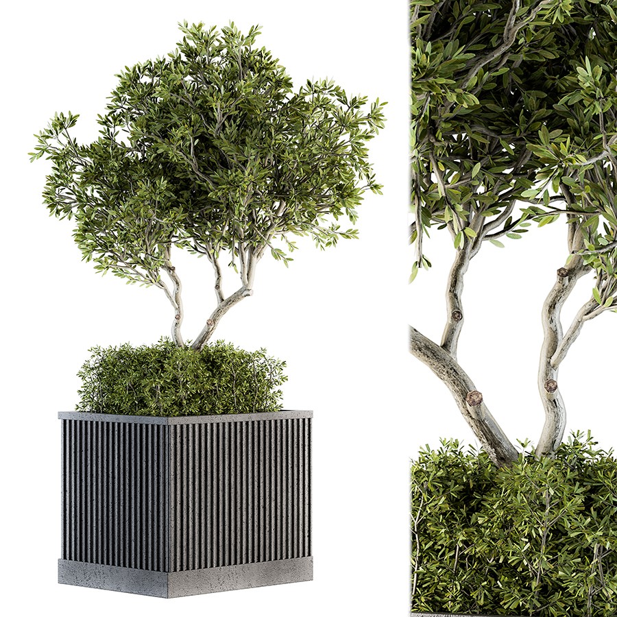 Outdoor Plant Set 161 - Tree In Plant Box - 3D Model for VRay