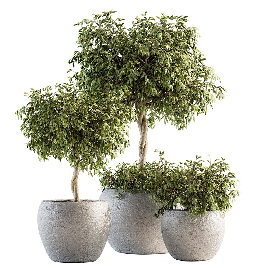 Outdoor Plant Set 168 - Big Plants - 3D Model for VRay, Corona
