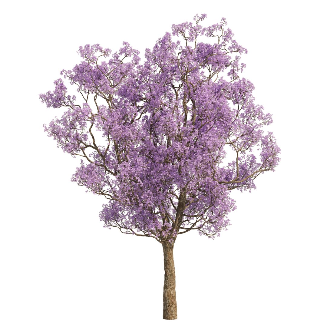 Spring Jacaranda Mimosifolia Tree 3D Model for VRay, Corona | CGMood
