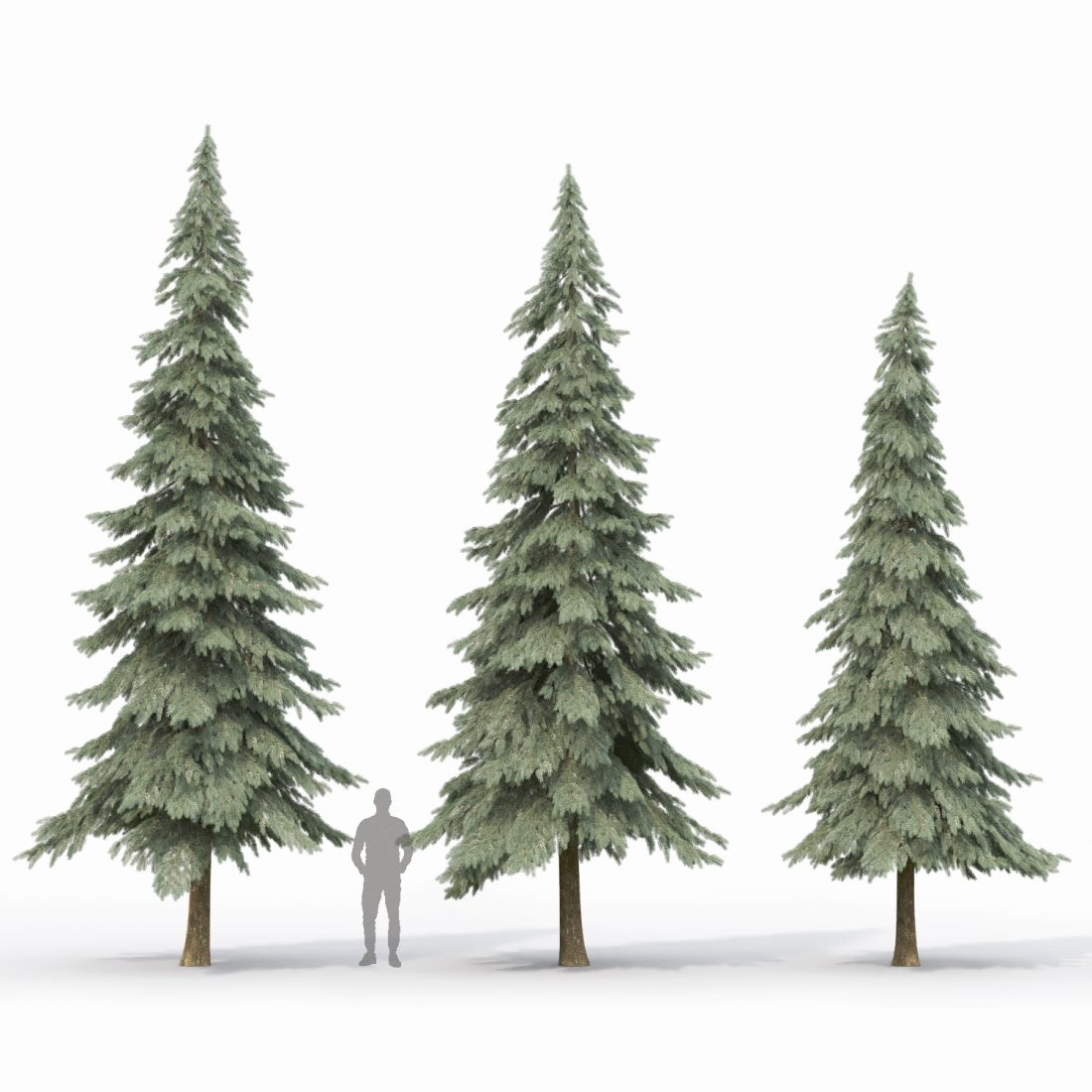 Fir-tree 3D Model for VRay, Corona | CGMood
