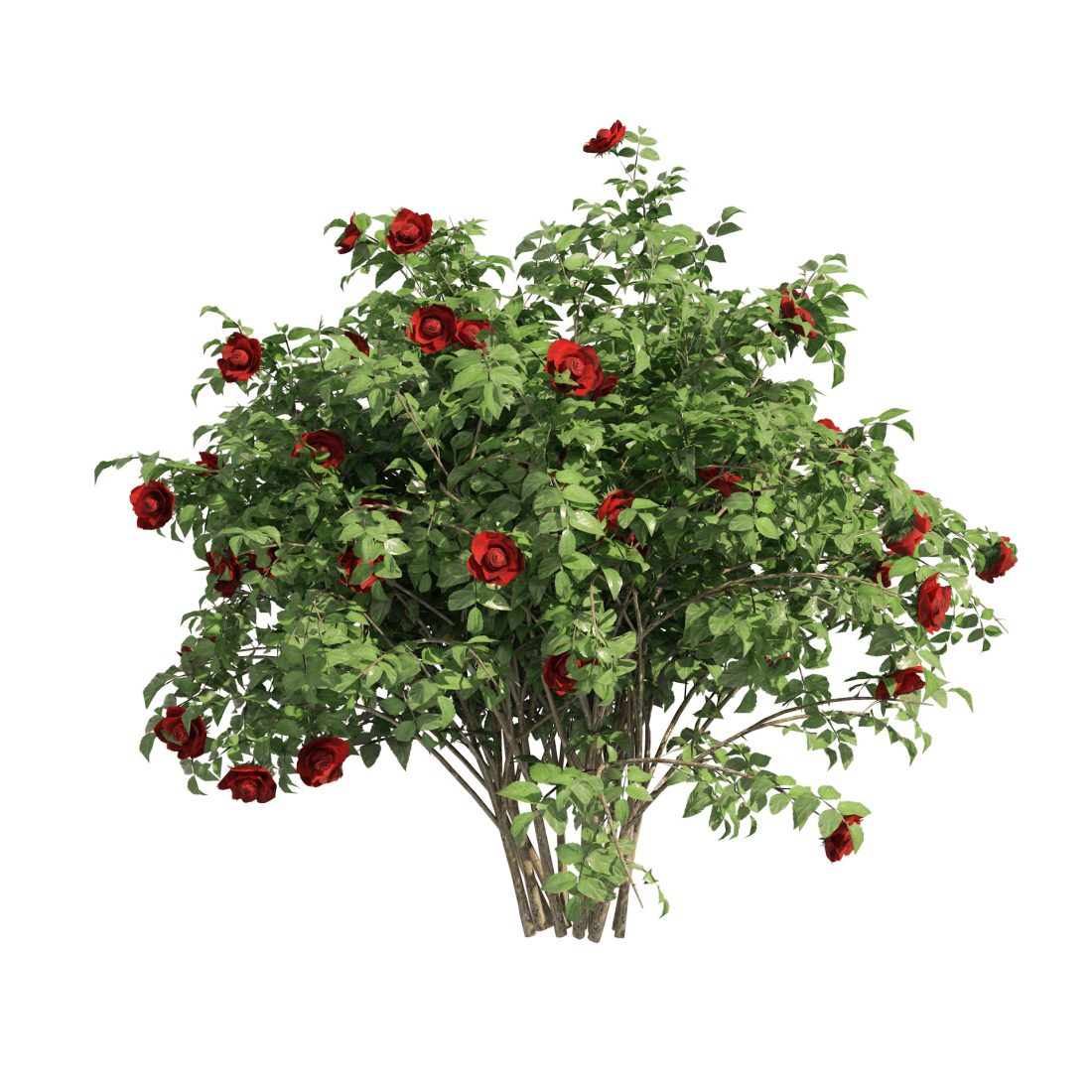 3 Red Rose Flower Bush Low Poly - 3D Model for VRay, Corona, VRay