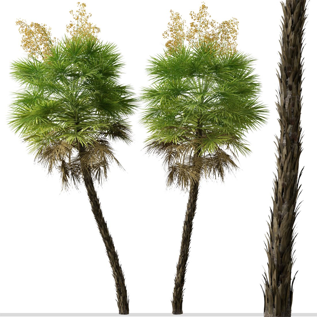Set Of Everglades Palm Tree ( Acoelorrhaphe ) - 3D Model for VRay, VRay