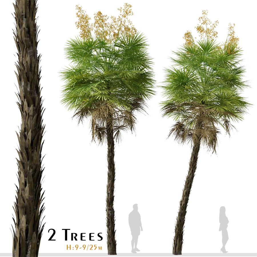 Set Of Everglades Palm Tree ( Acoelorrhaphe ) - 3D Model for VRay, VRay