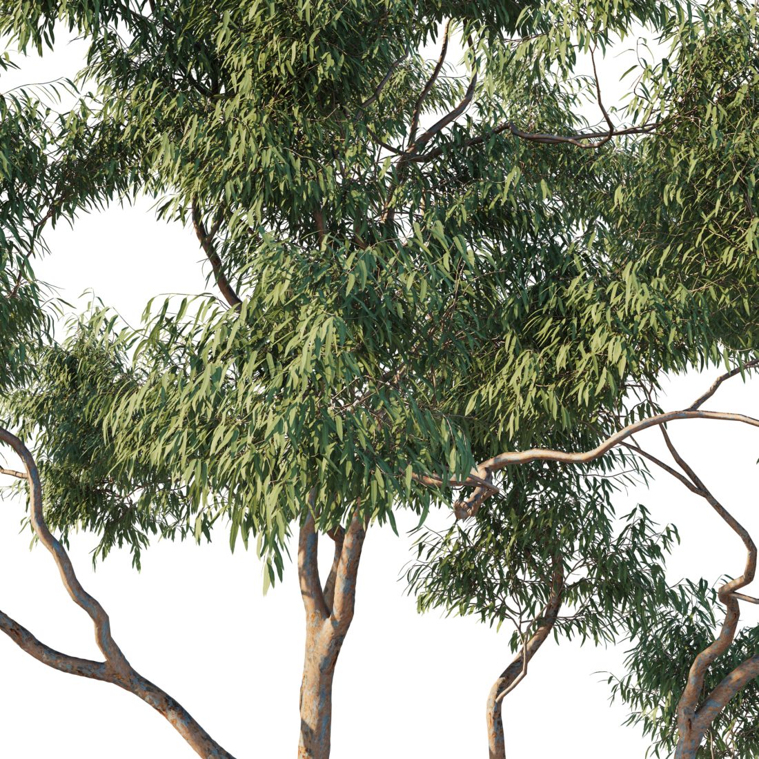 Angophora Costata 03 - 3D Model for Corona