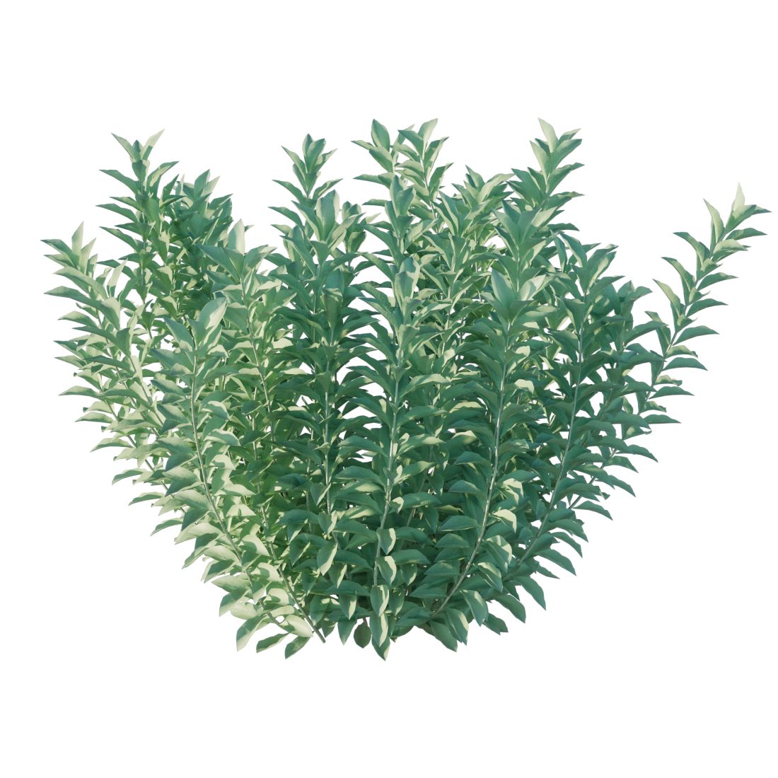 White Sage - 3D Model for Corona