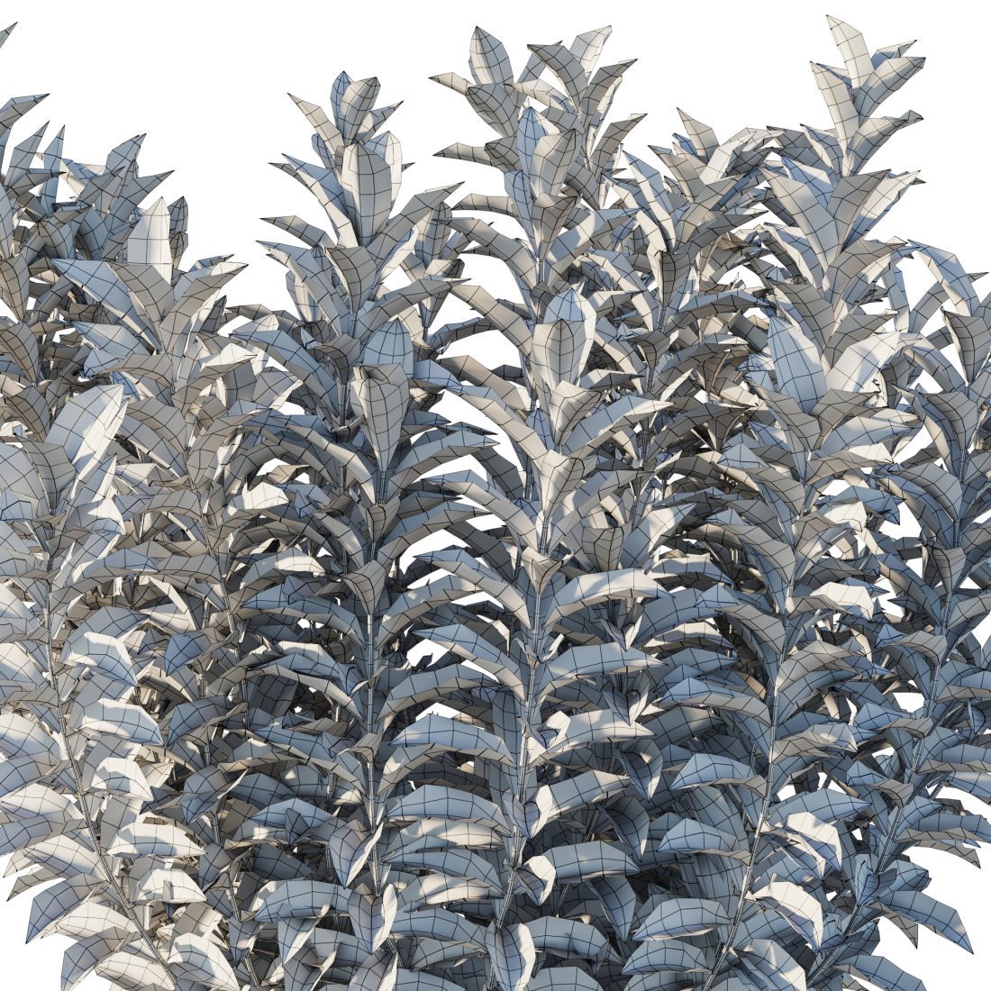 White Sage - 3D Model for Corona