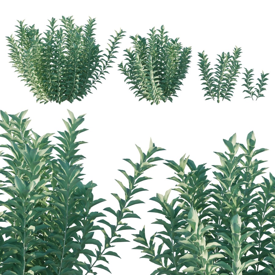 White Sage - 3D Model for Corona