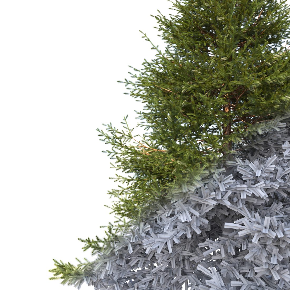 Picea Tree - 3D Model for VRay, Corona