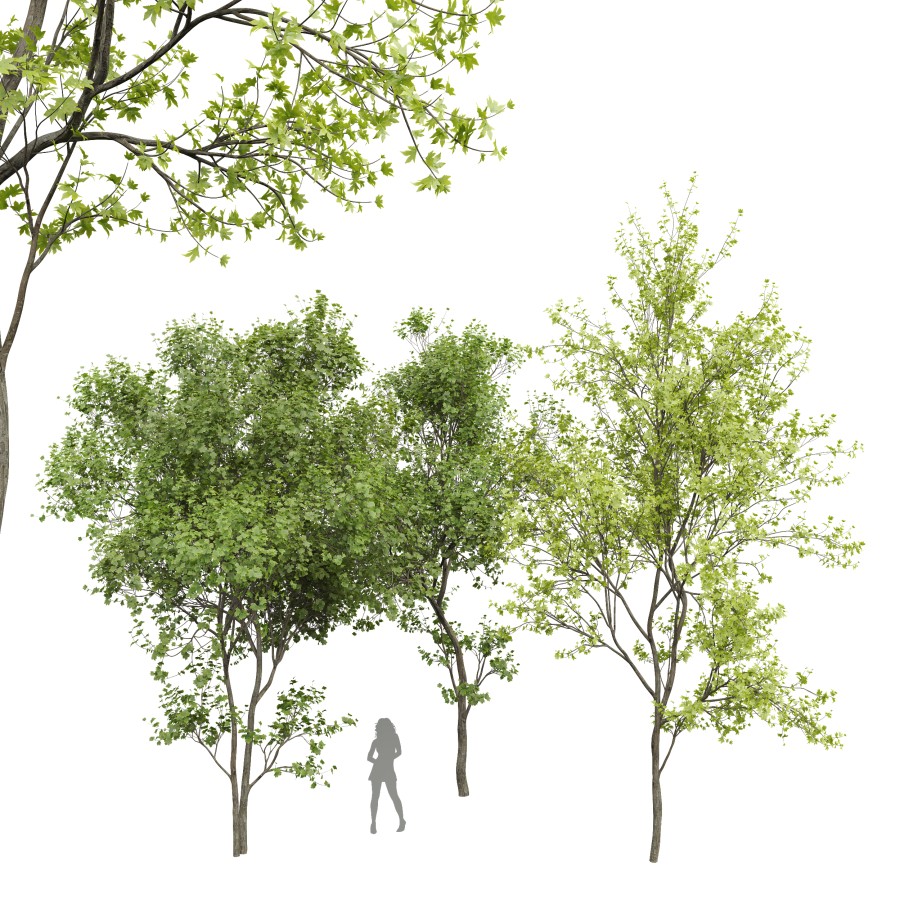 Real Tree Acer Saccharinum Spring Summer - 3D Model for VRay, Corona