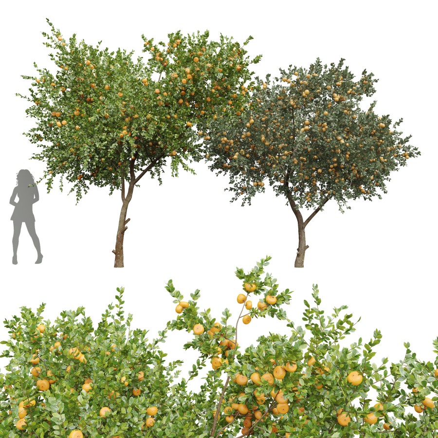 New Plant Orange Fruit Tangerine Tree 3D Model for VRay, Corona | CGMood