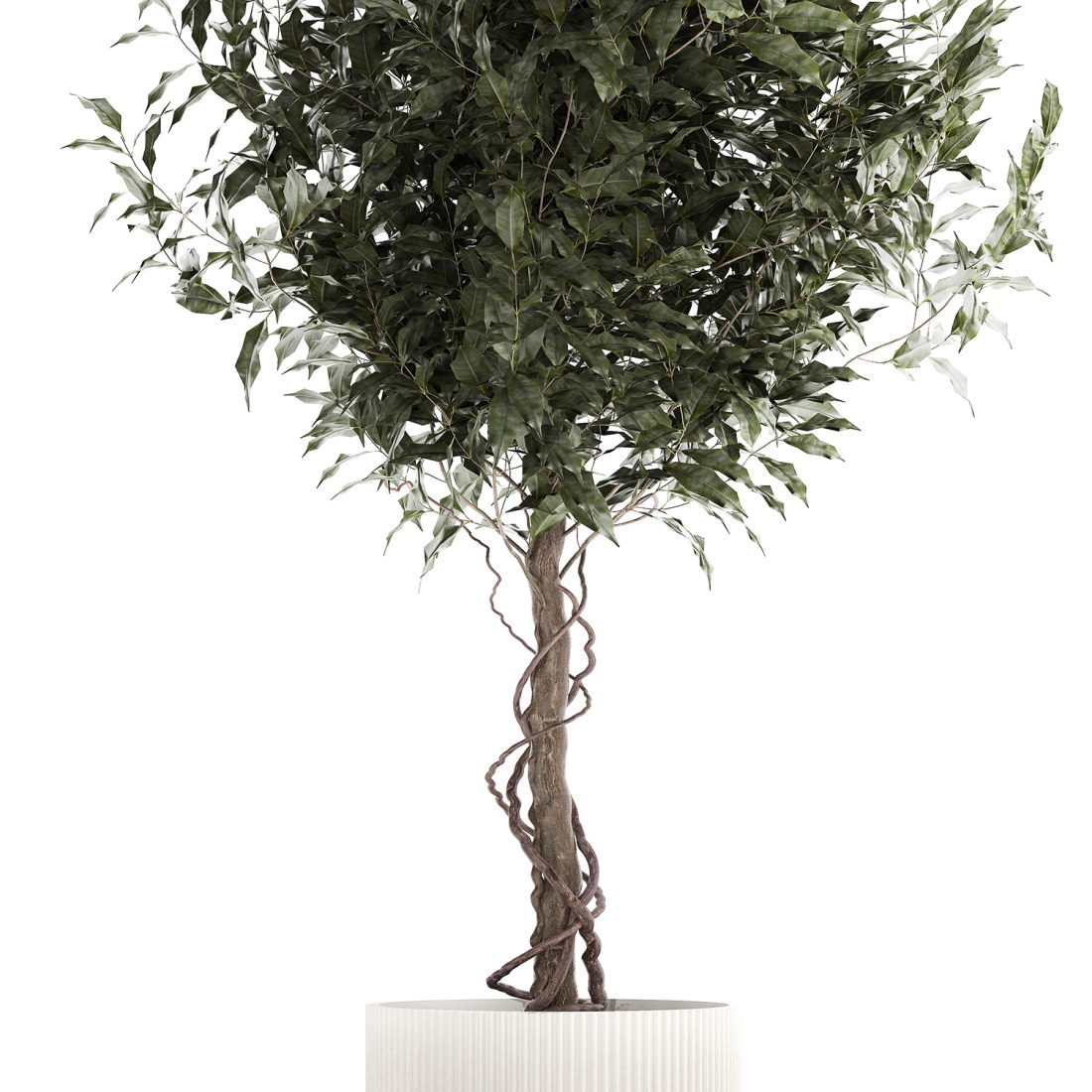 Beautiful Interior Tree Ficus Benjamina 3D Model for VRay | CGMood