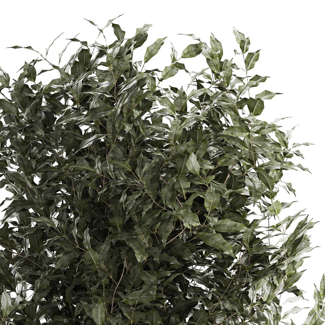 Beautiful Interior Tree Ficus Benjamina 3D Model for VRay | CGMood