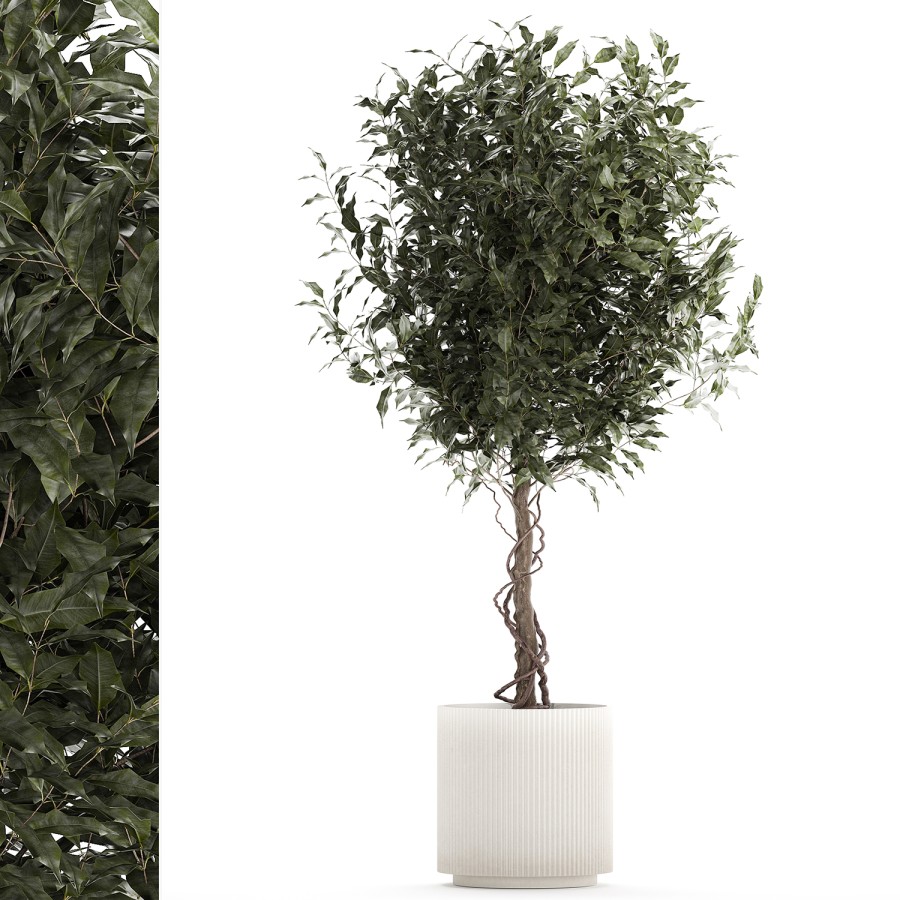 Beautiful Interior Tree Ficus Benjamina 3D Model for VRay | CGMood