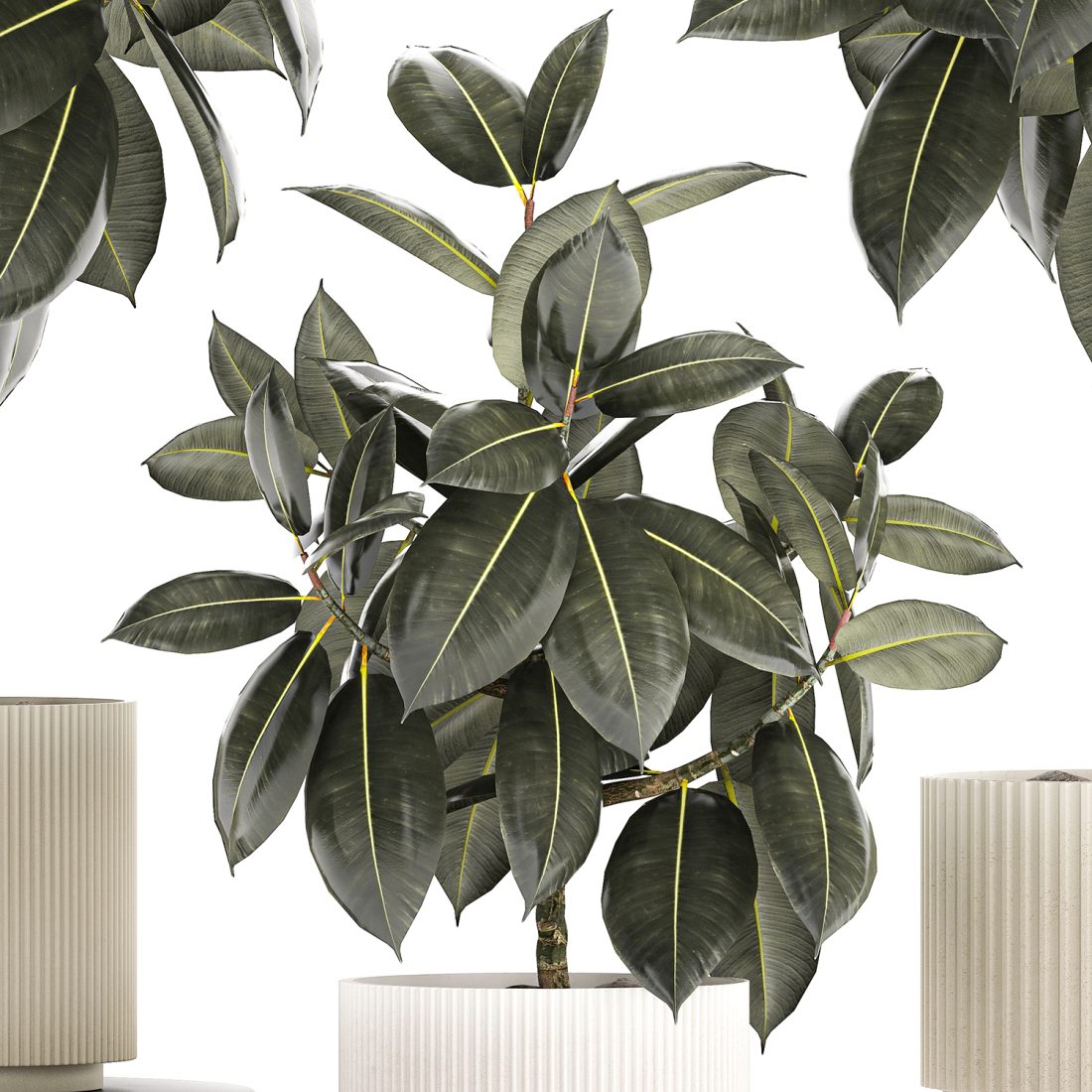 Set Of Beautiful Ficus Elastica Trees In Pots - 3D Model for VRay