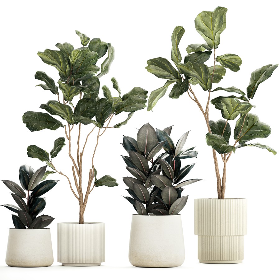 Ficus Elastica And Ficus Lyrata Trees In Pots - 3D Model for VRay