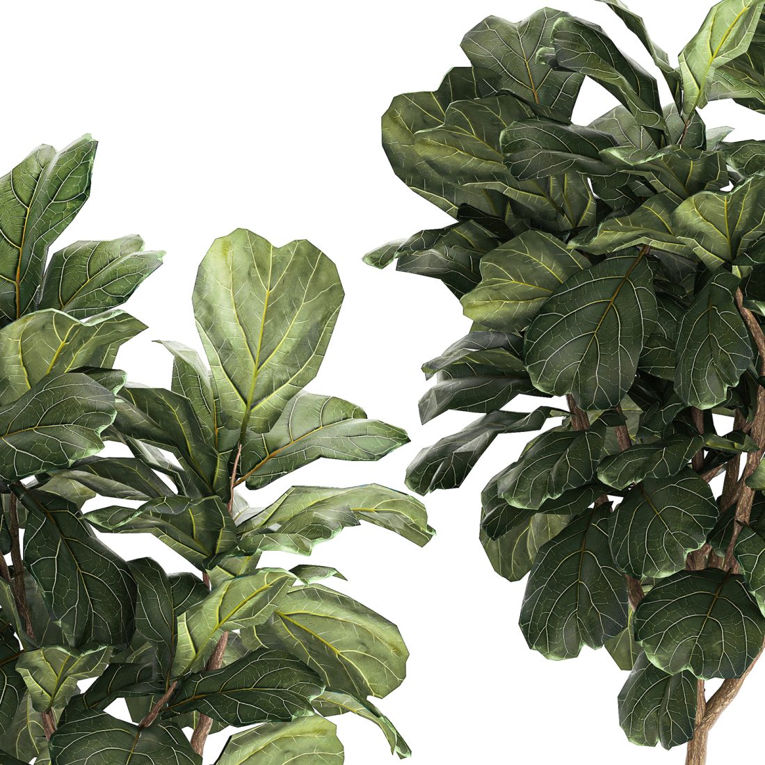 Beautiful Ficus Lyrata Trees In Flowerpots 1245 - 3D Model for VRay