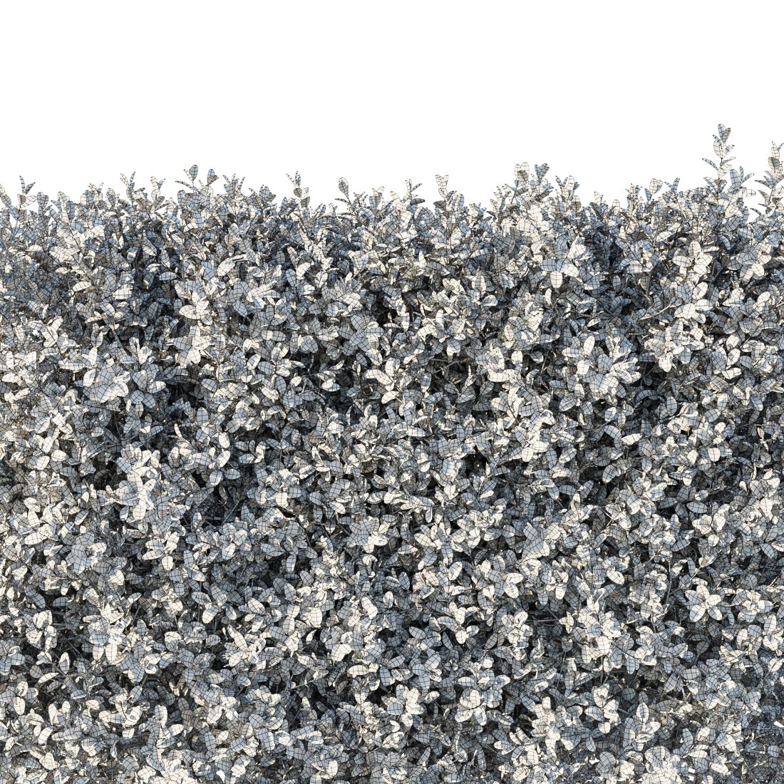 Boxwood 04 3D Model for Corona | CGMood
